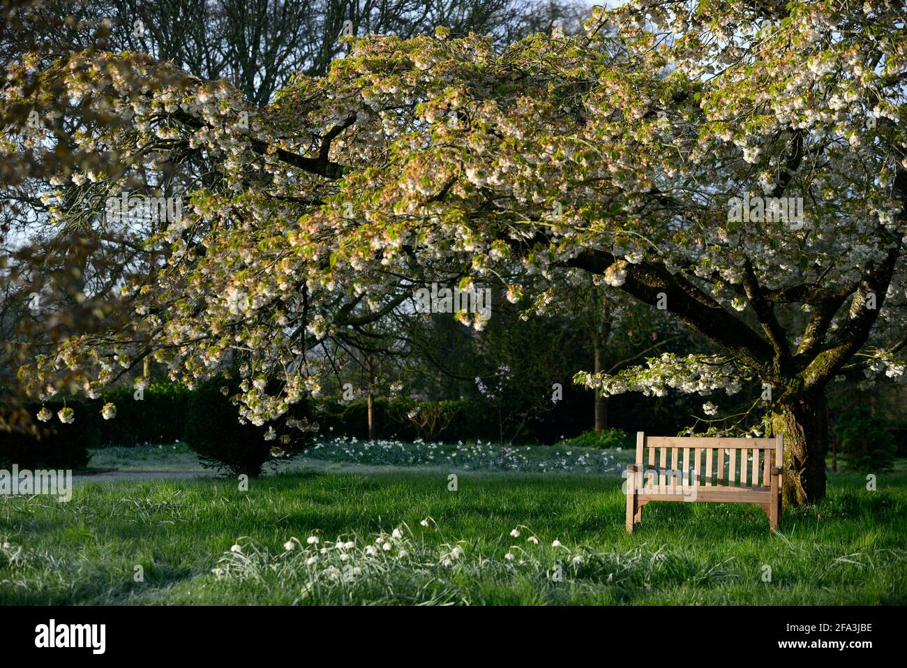 wooden seat,garden bench,garden seat,wooden seat under a cherry blossom ...