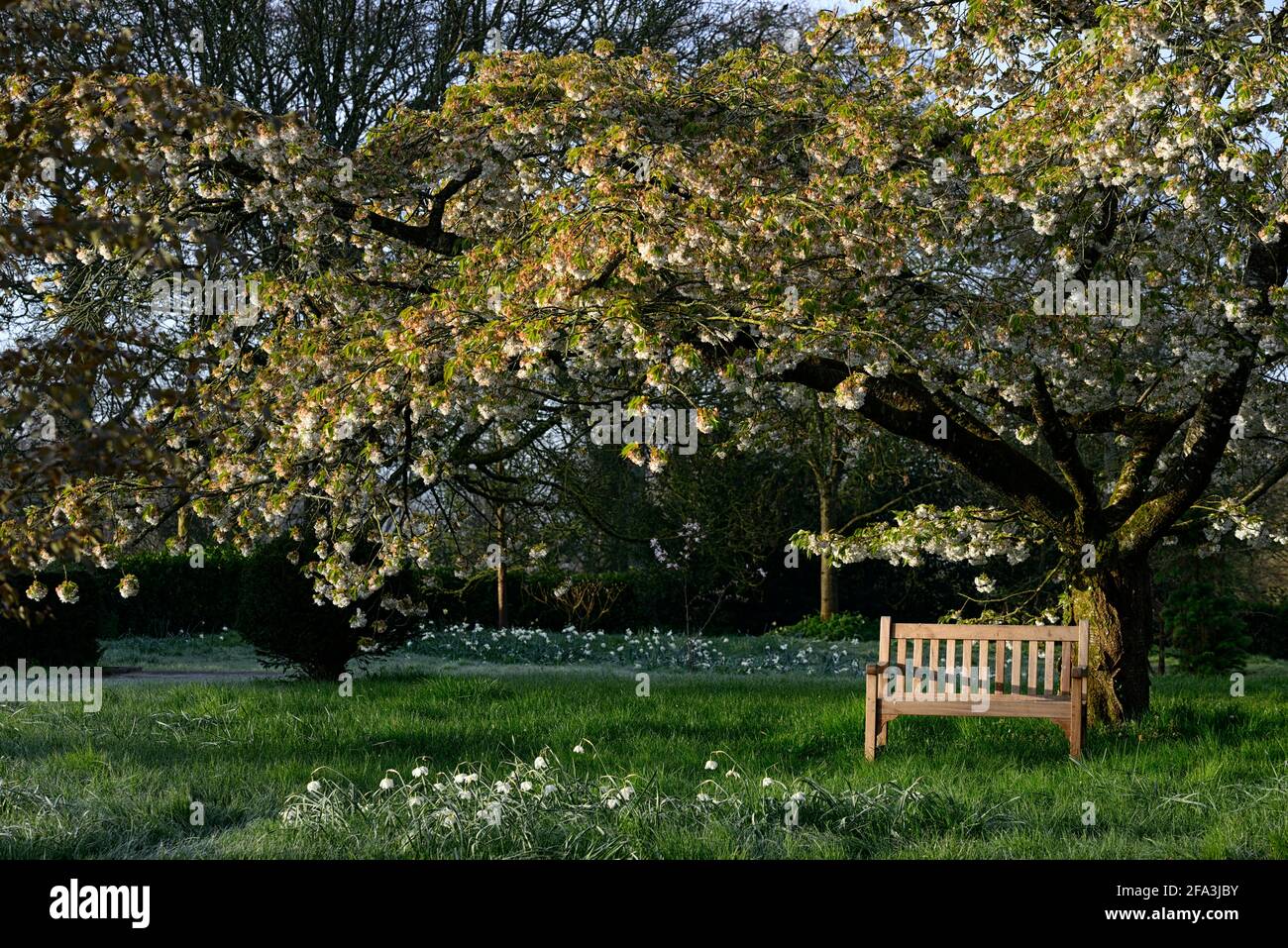 wooden seat,garden bench,garden seat,wooden seat under a cherry blossom ...