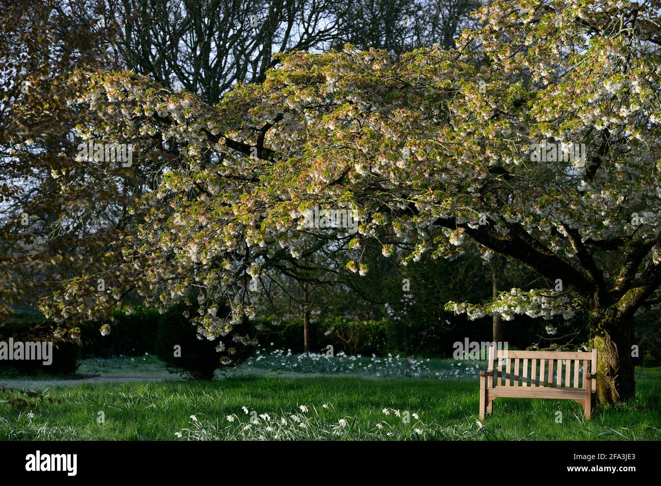 wooden seat,garden bench,garden seat,wooden seat under a cherry blossom ...