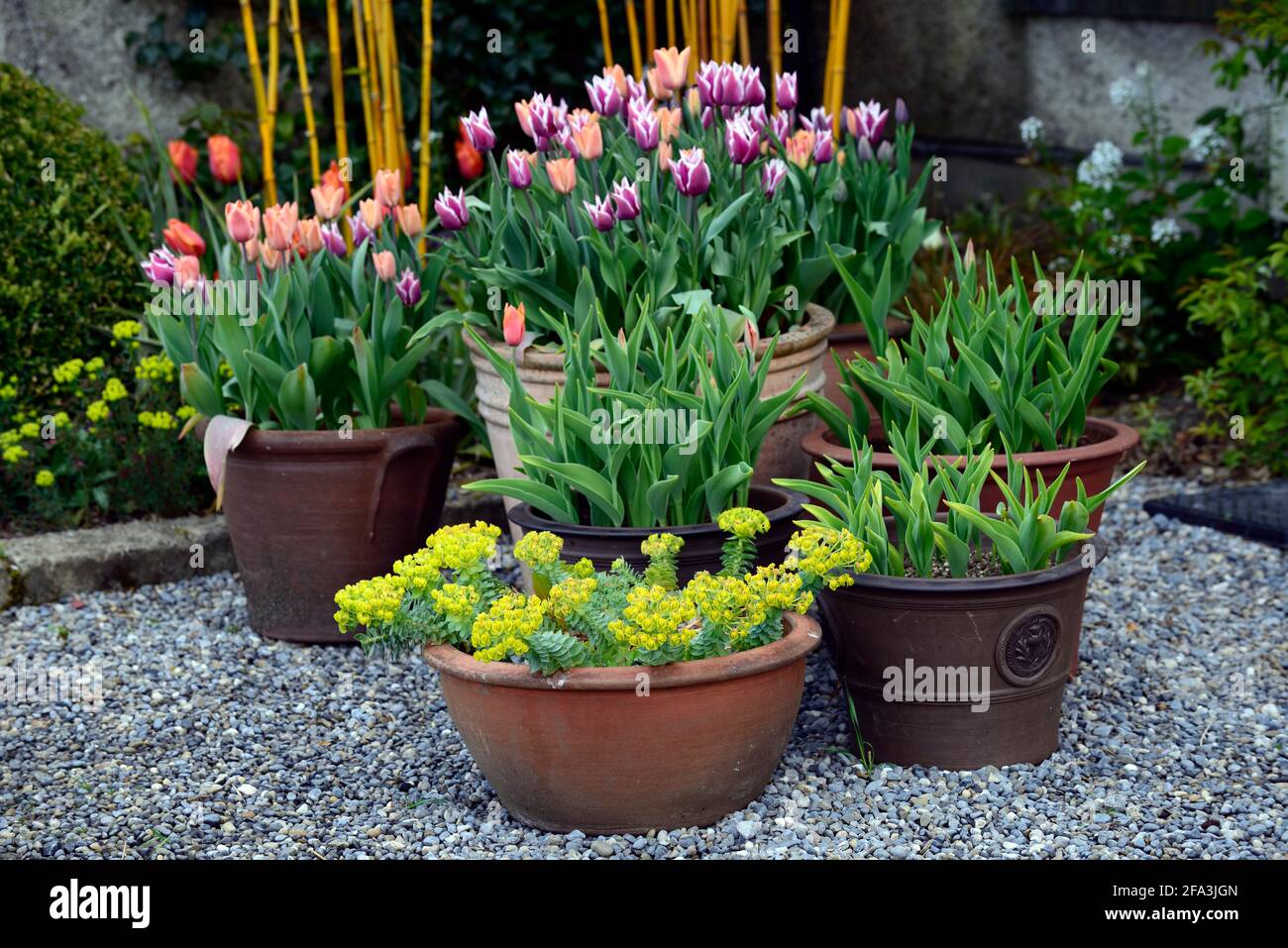 tulips,tulipa,pots,container,tulip flowers,pot,displays,Tulip display ...