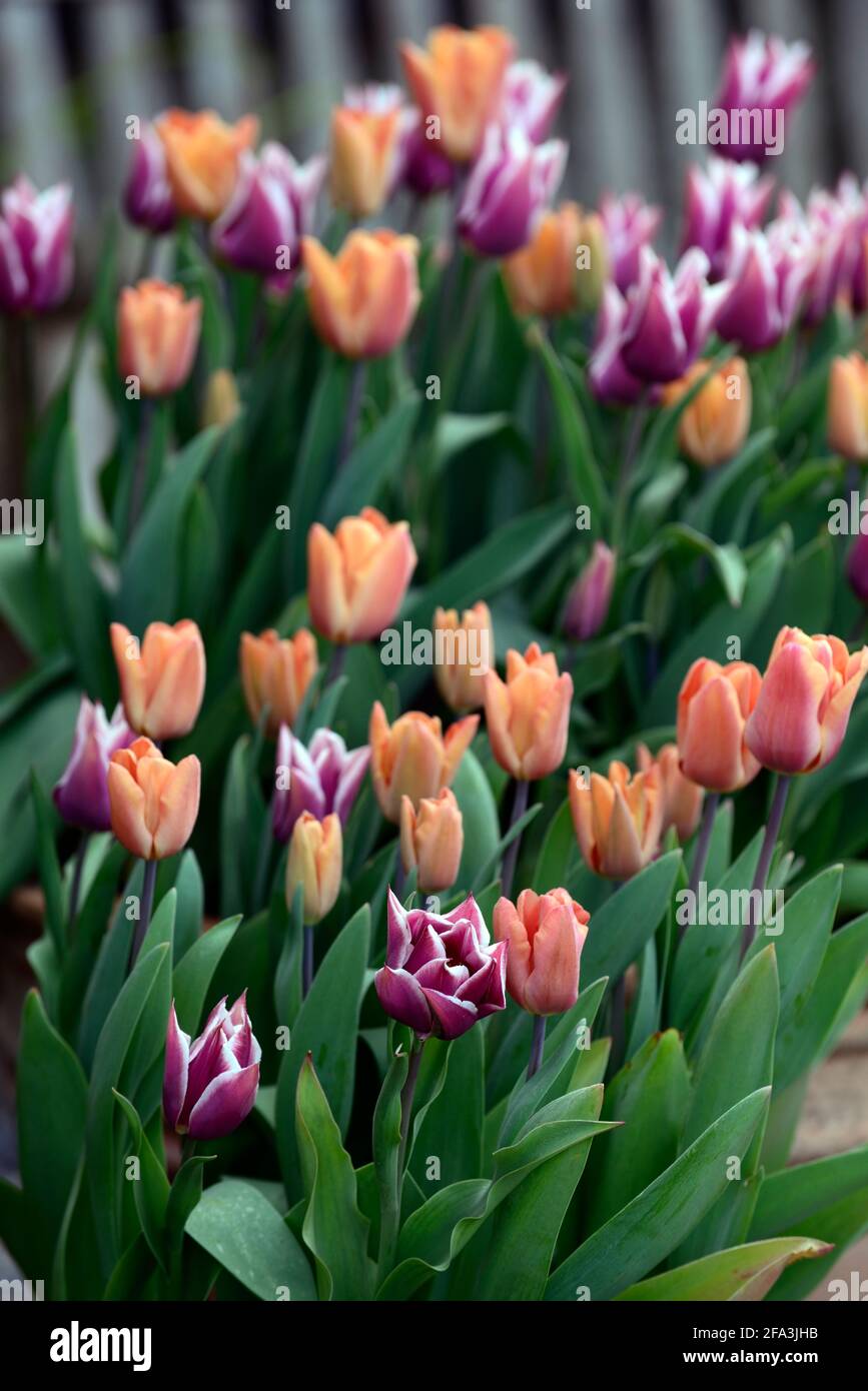 orange and purple tulips,tulipa,displays,Tulip display,garden,gardening ...