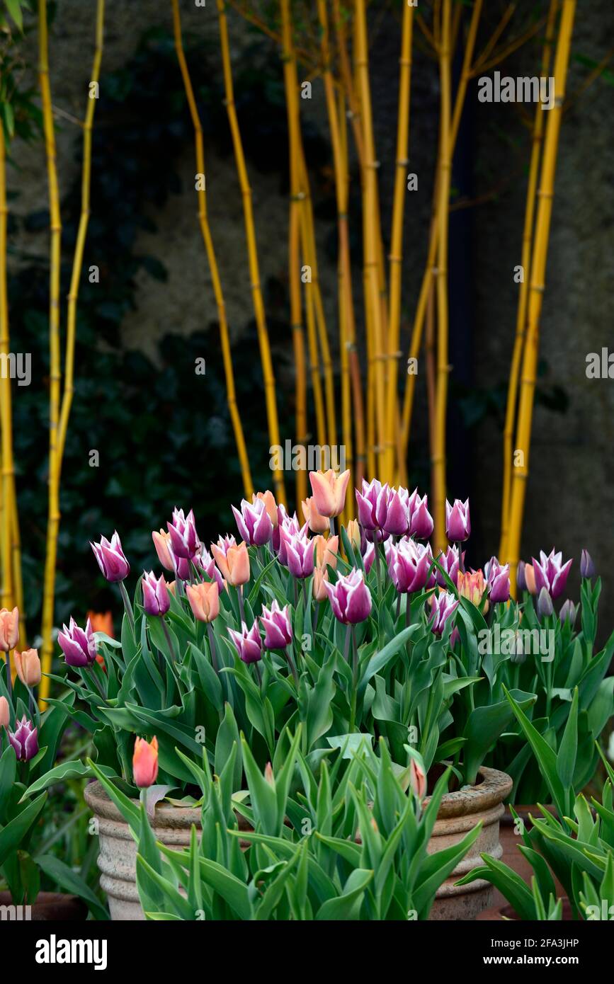 Mixed tulips in pots hi-res stock photography and images - Alamy