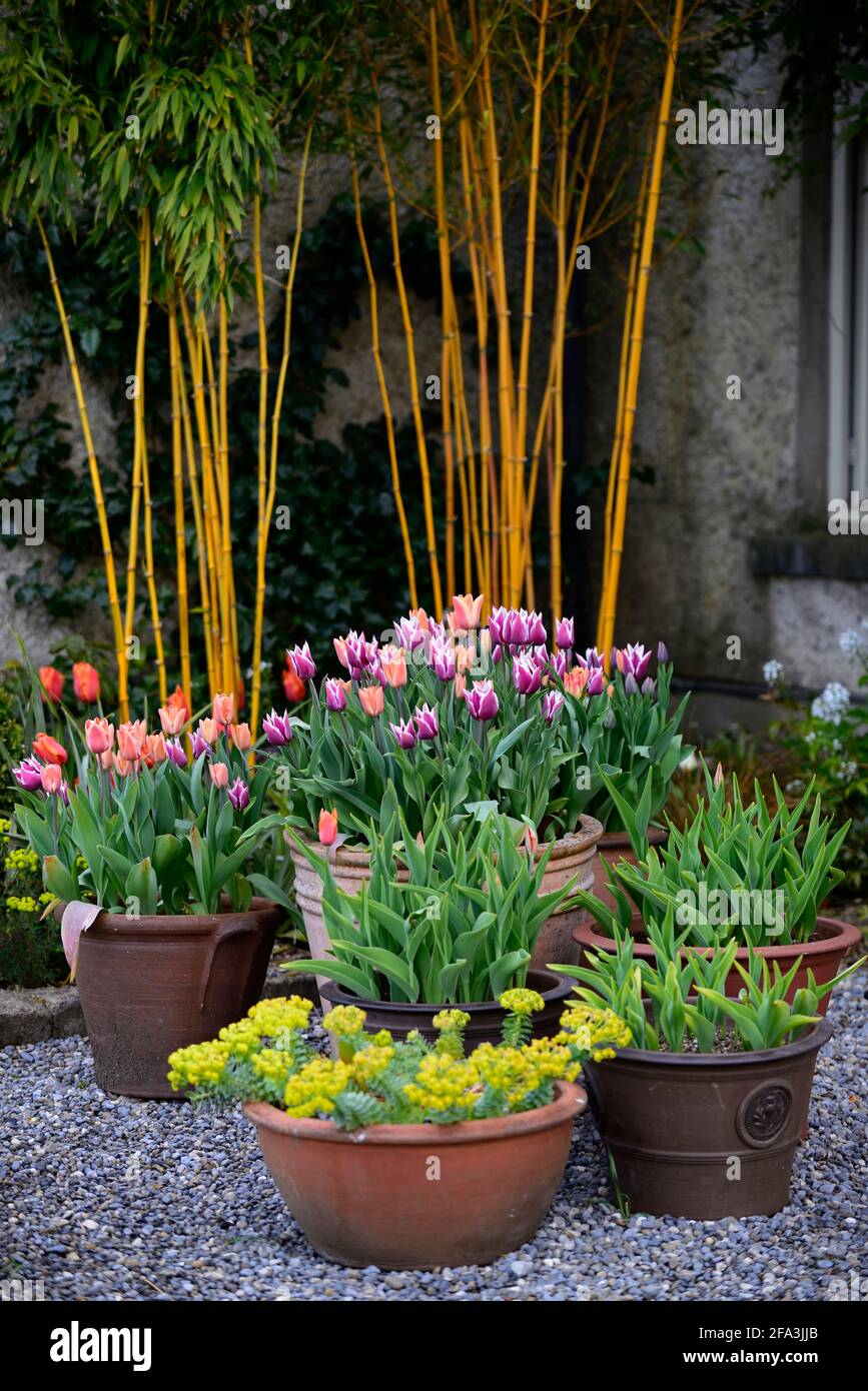 tulips,tulipa,pots,container,tulip flowers,pot,displays,Tulip display ...