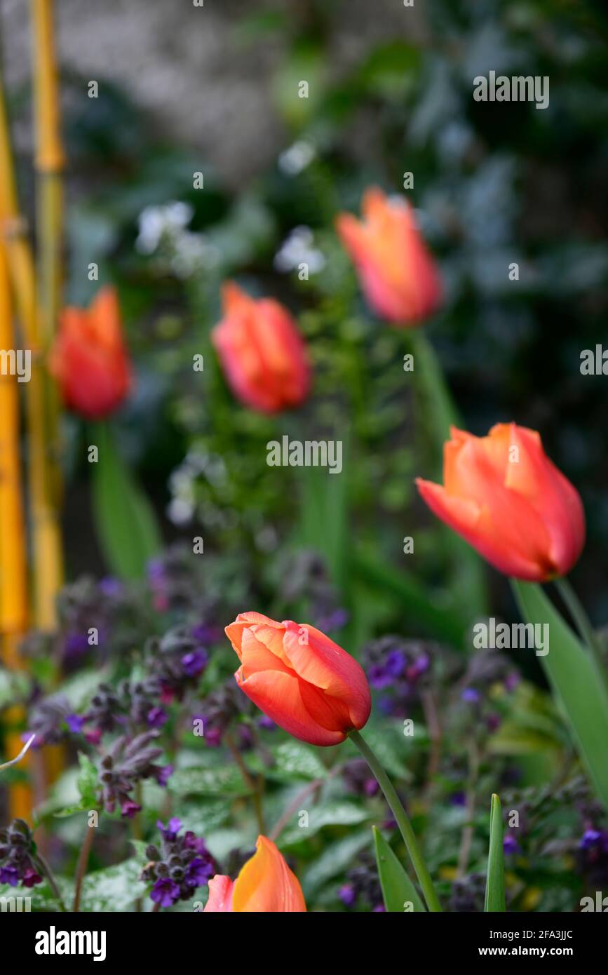 Tulip display garden hi-res stock photography and images - Alamy