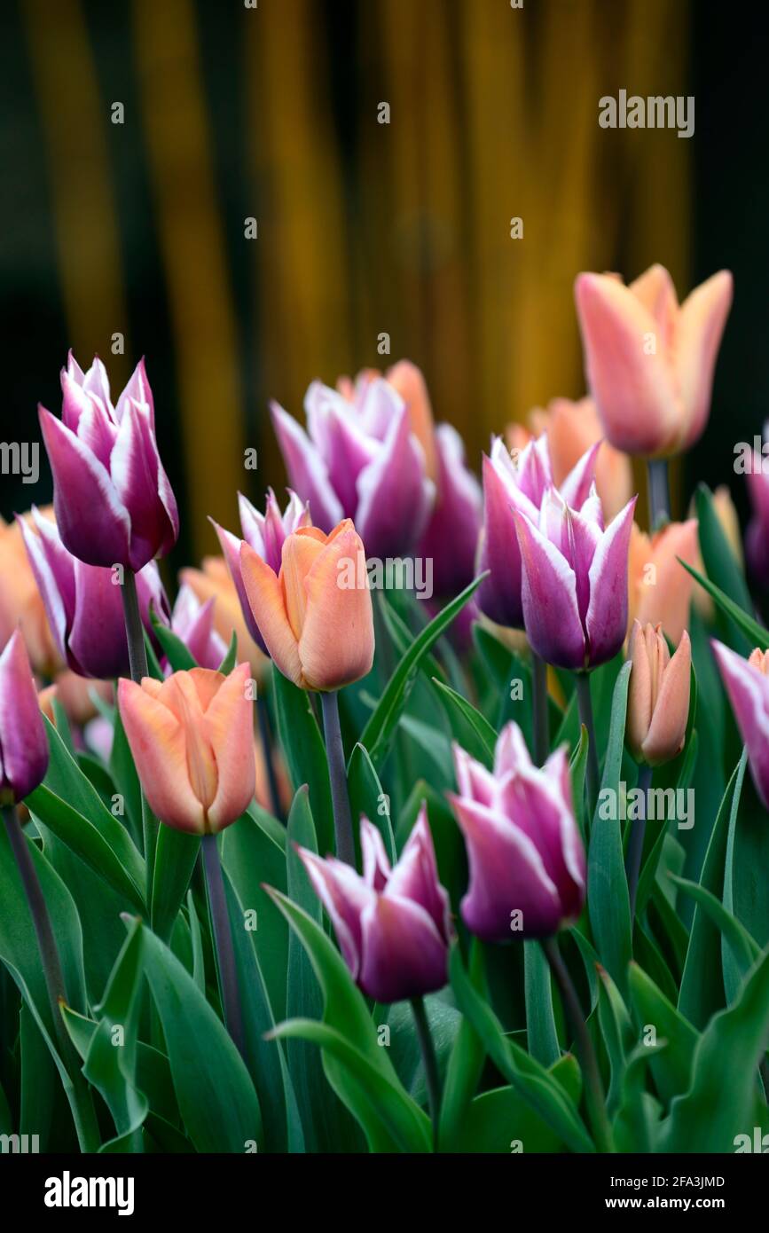 orange and purple tulips,tulipa,displays,Tulip display,garden,gardening ...