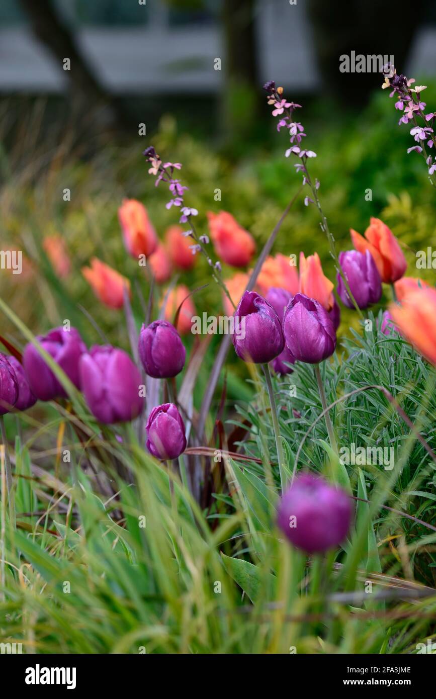 orange and purple tulips,tulipa,displays,Tulip display,garden,gardening ...