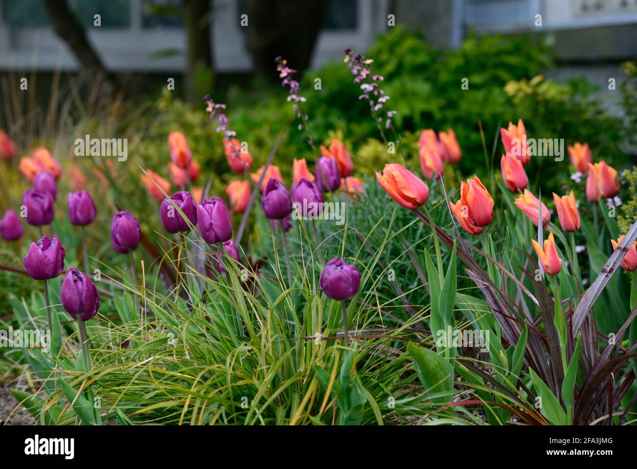 orange and purple tulips,tulipa,displays,Tulip display,garden,gardening ...