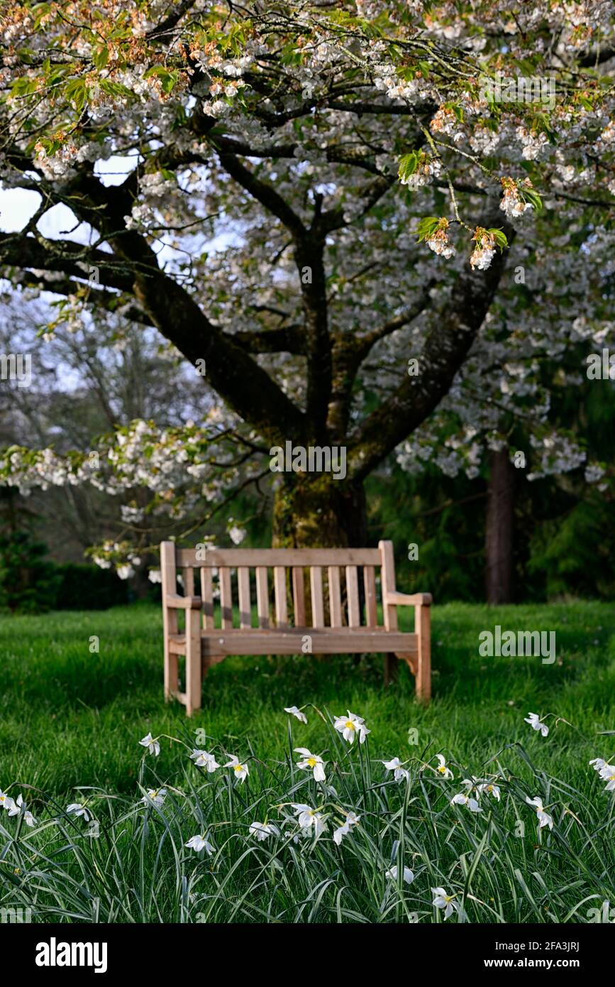 wooden seat,garden bench,garden seat,wooden seat under a cherry blossom ...