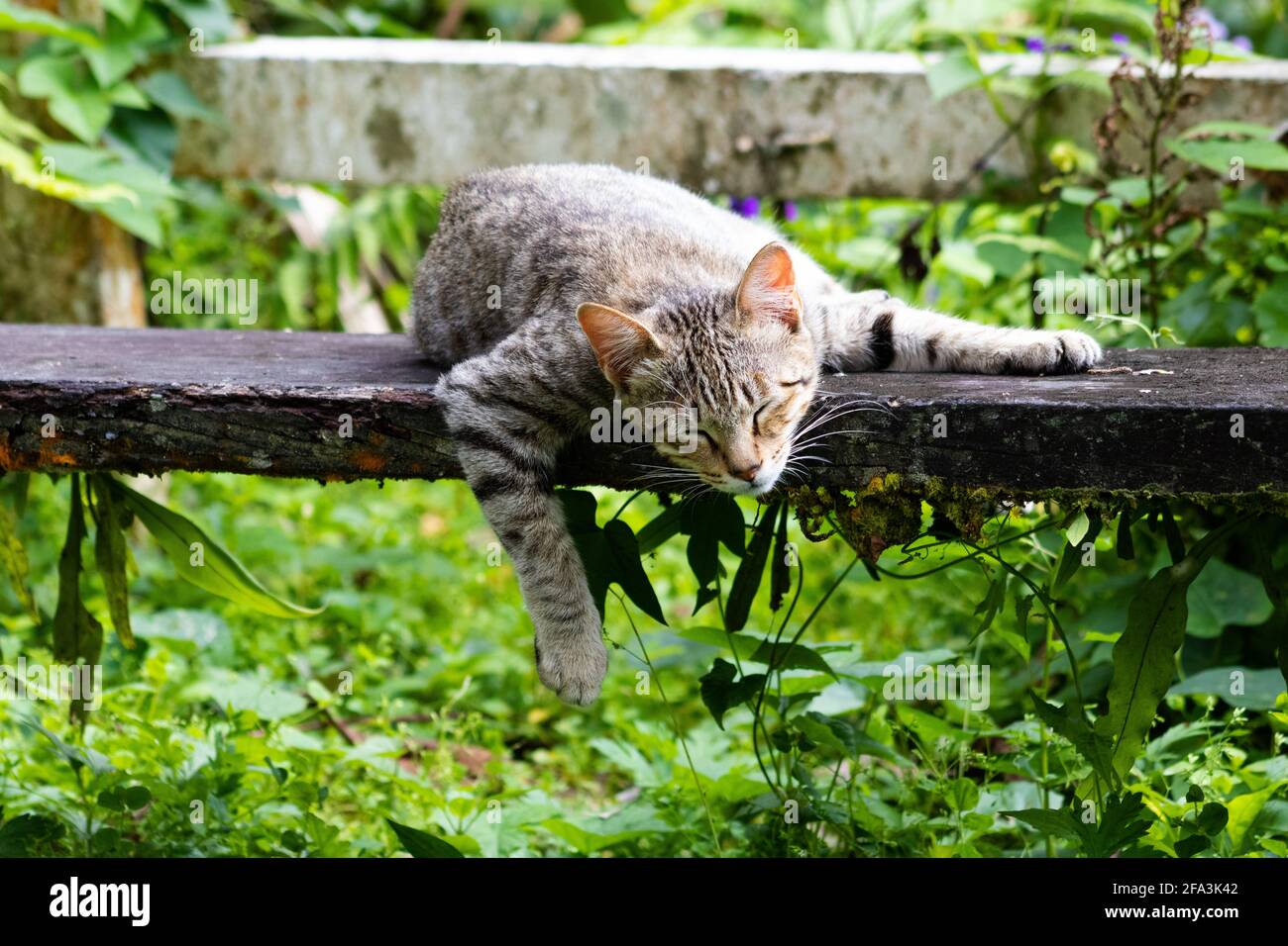 Snoozing on bench hi-res stock photography and images - Alamy