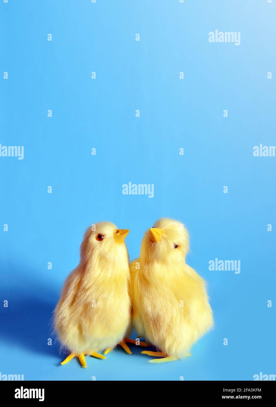 Two yellow chicks on a blue background Stock Photo - Alamy
