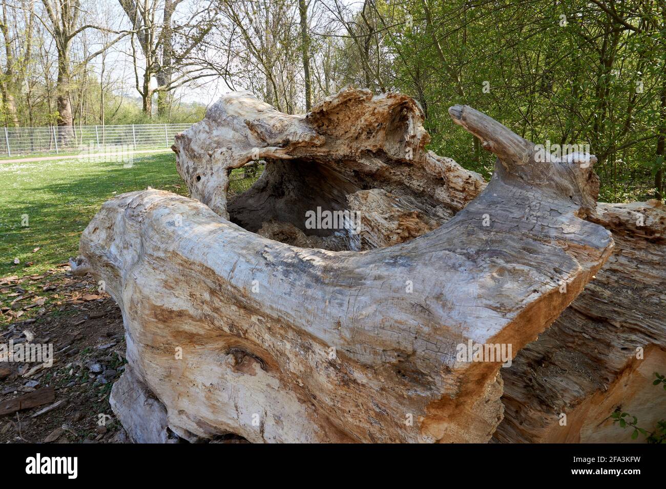 Closeup shot old tree hi-res stock photography and images - Alamy