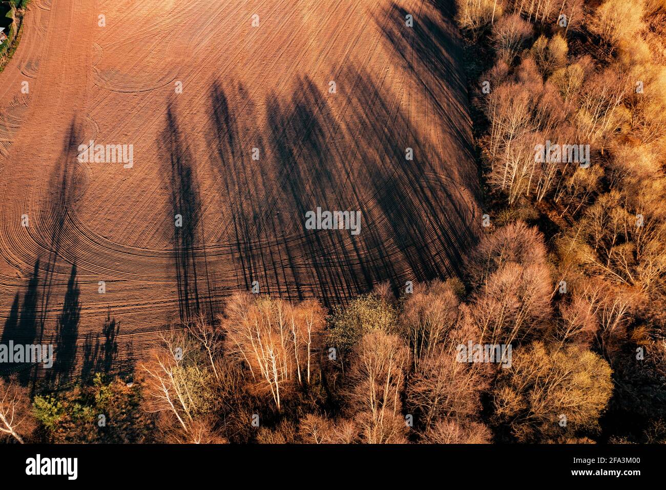 Tree shadow with sunset Stock Photo - Alamy