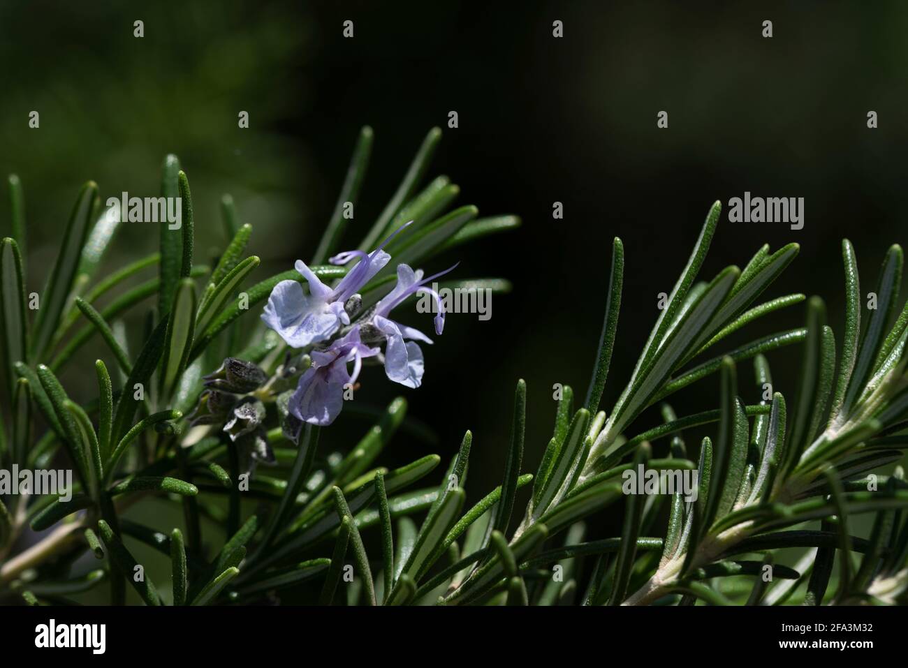 Close up of a rosemary sprig with a purple small flower, against a ...