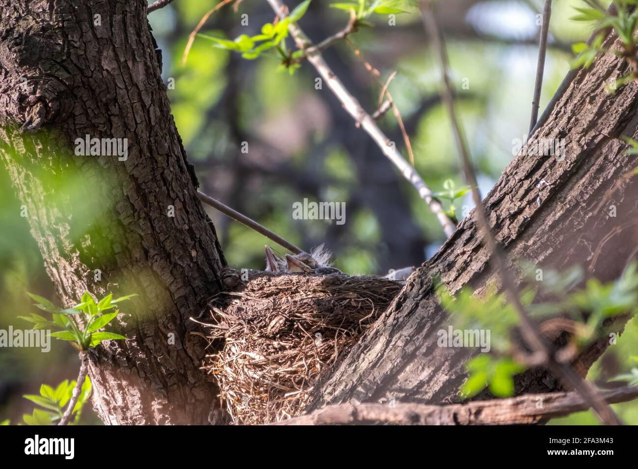 Chicks of Thrush fieldfare, Turdus pilaris, in a nest. The Fieldfare ...