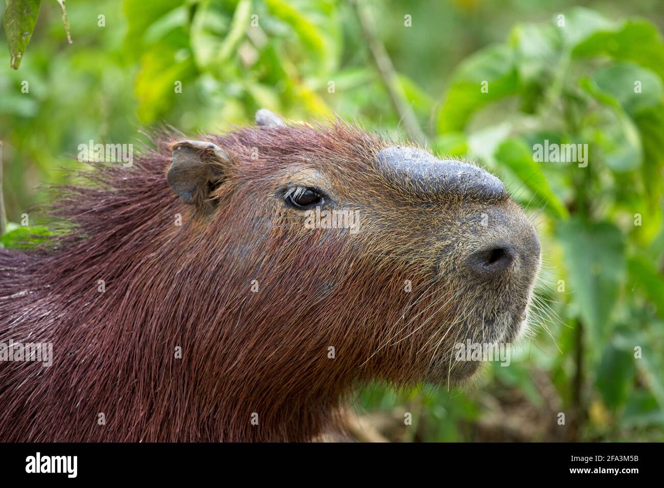 Side on closeup portrait of Capybara (Hydrochoerus hydrochaeris) head ...