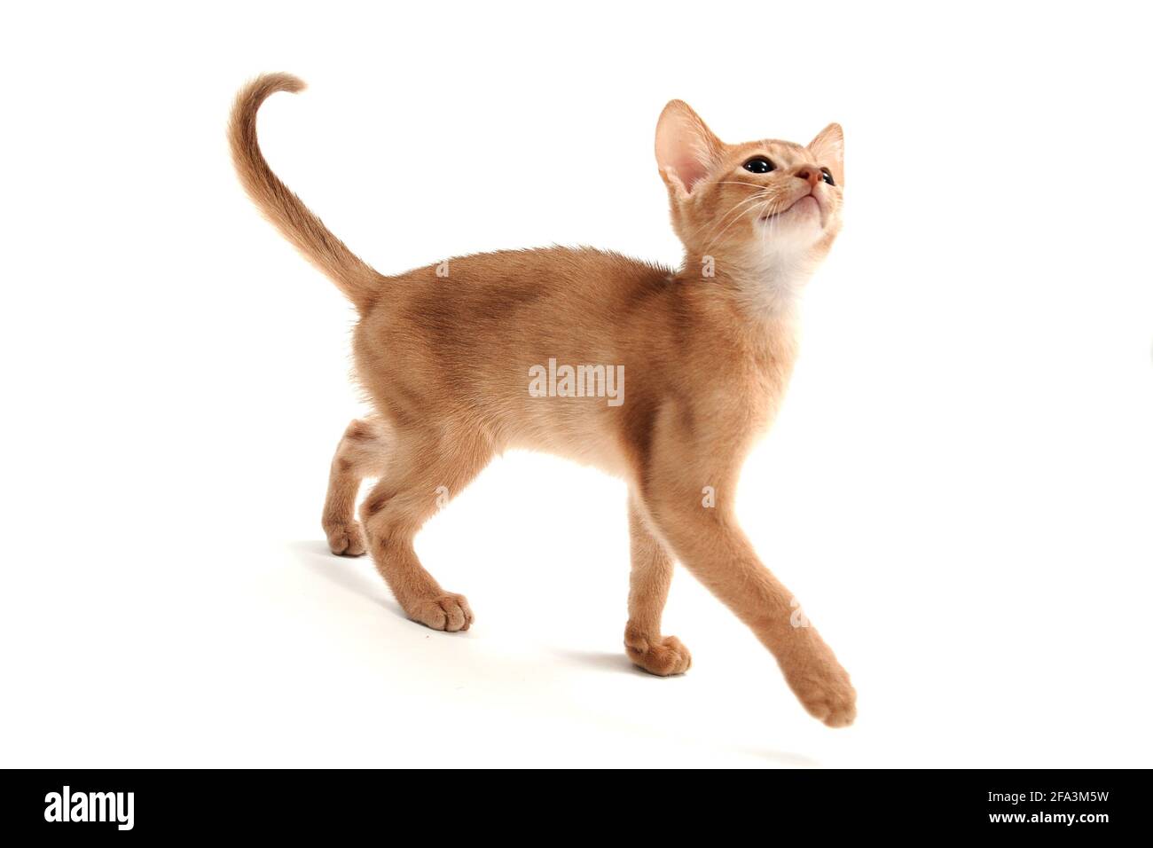 Abyssinian ginger cat stands on a white background Stock Photo - Alamy