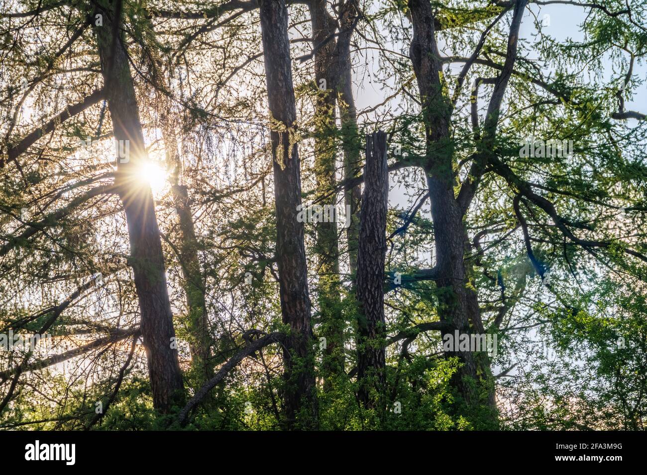 Sun through larch trees in spring forest ot park. Spring nature ...