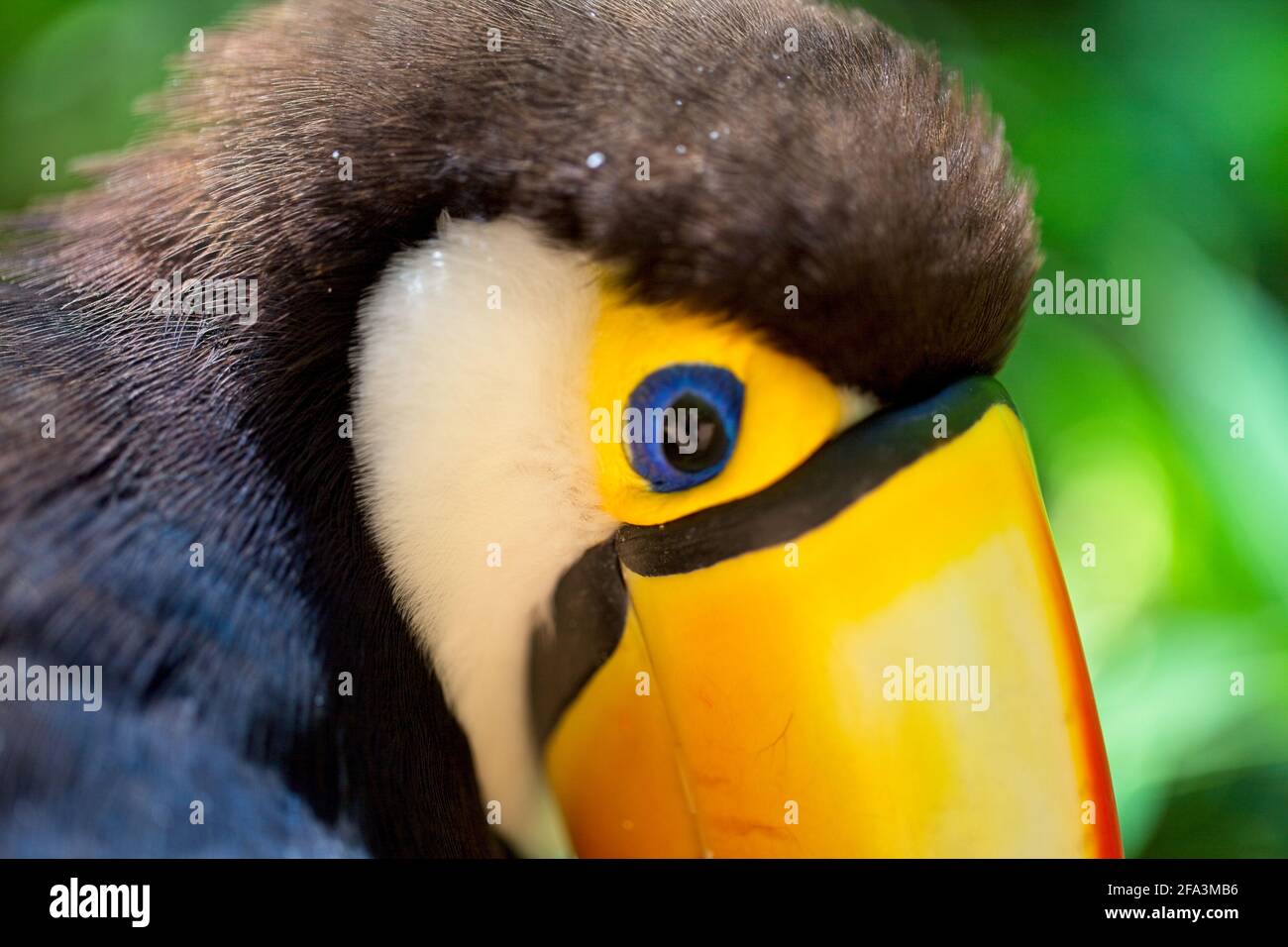 Closeup portrait of Toucan (Ramphastos toco) head Foz do Iguacu, Brazil ...