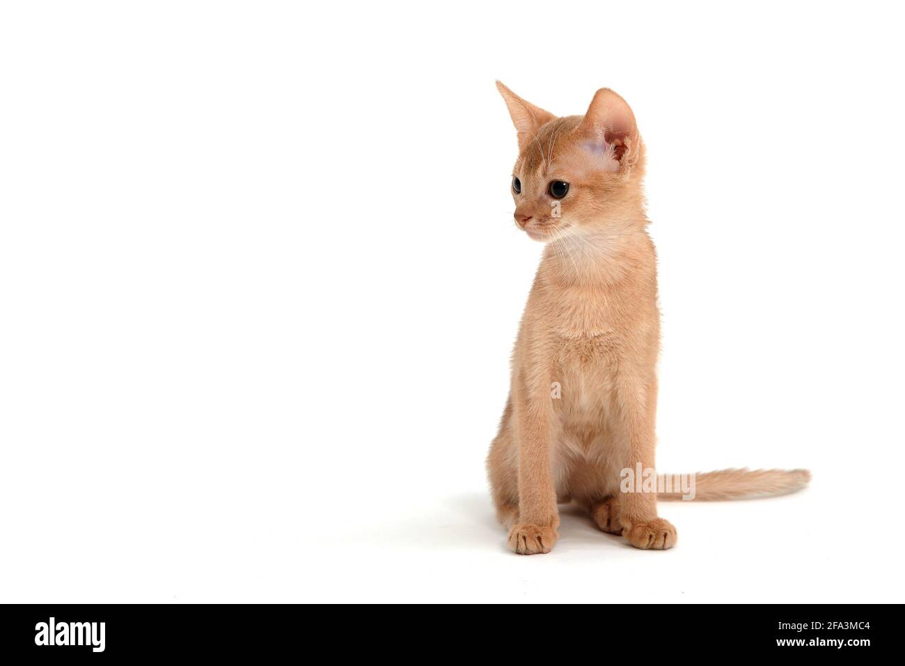 Abyssinian ginger cat sits on a white background Stock Photo - Alamy