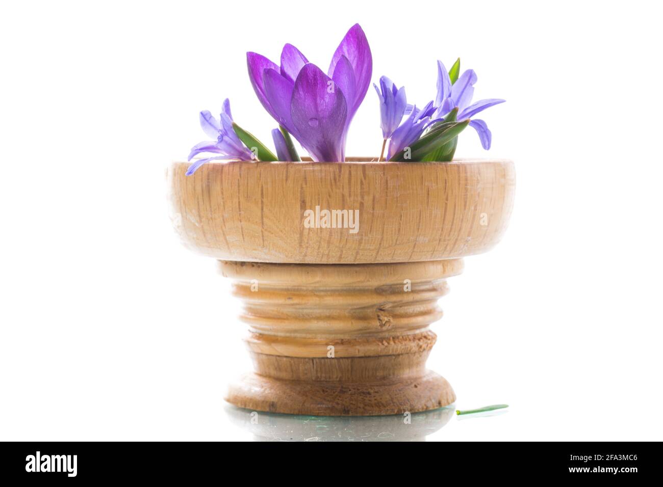 early spring purple flowers crocuses on white background Stock Photo ...