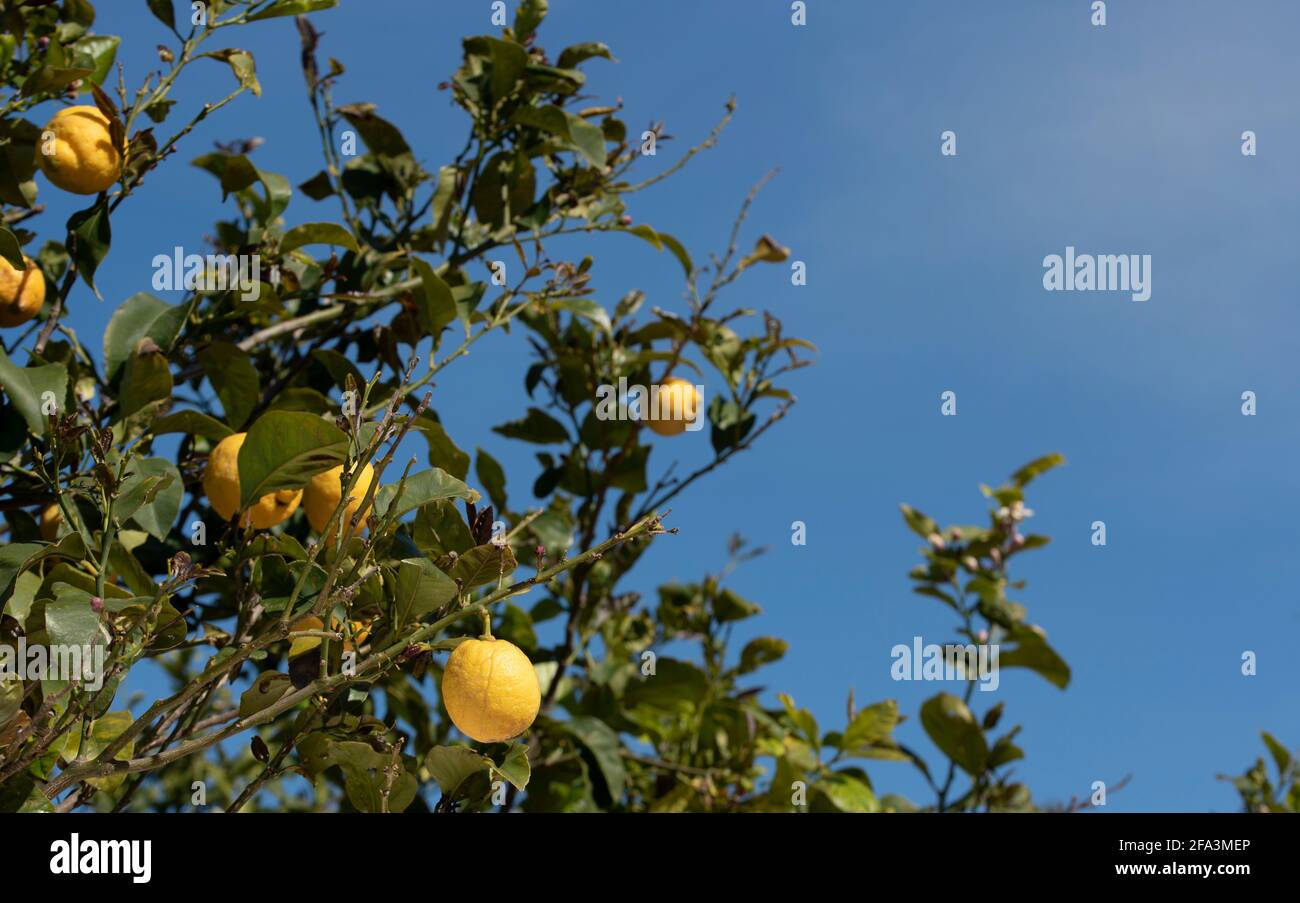 Lemons in lemon tree sunny hi-res stock photography and images - Alamy