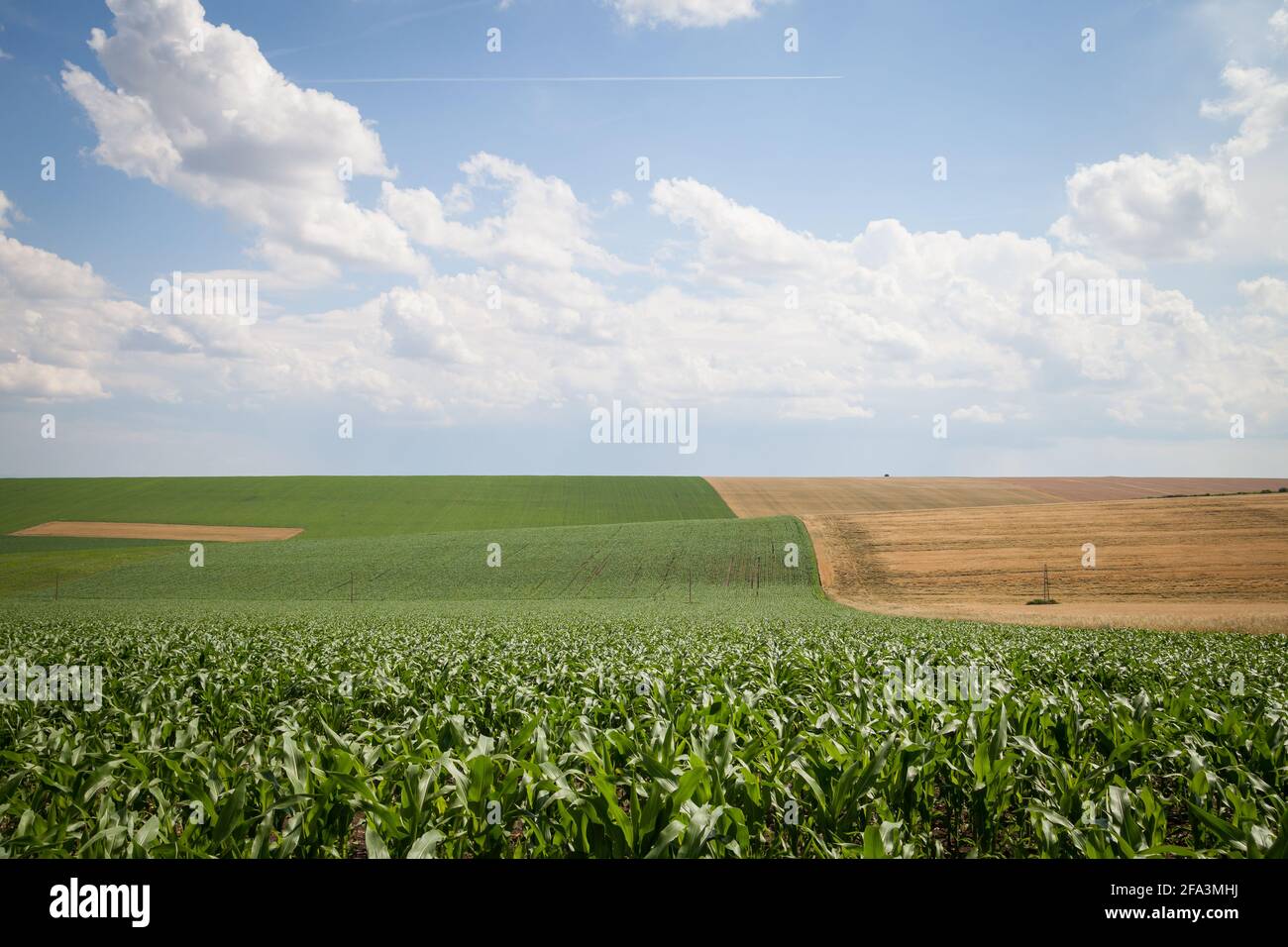 Landscape with agricultural crops of wavy terrain Stock Photo - Alamy