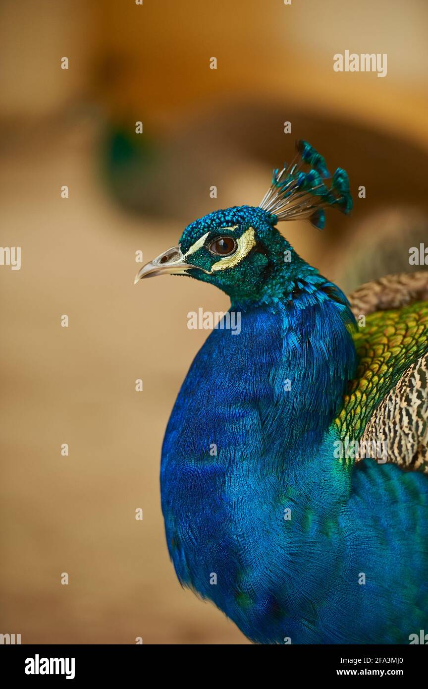 Peacocks head hi-res stock photography and images - Alamy