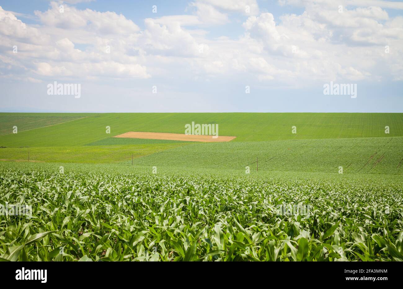 Landscape with agricultural crops of wavy terrain Stock Photo - Alamy