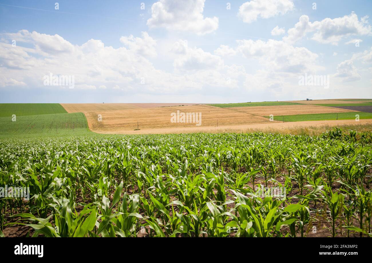 Landscape with agricultural crops of wavy terrain Stock Photo - Alamy