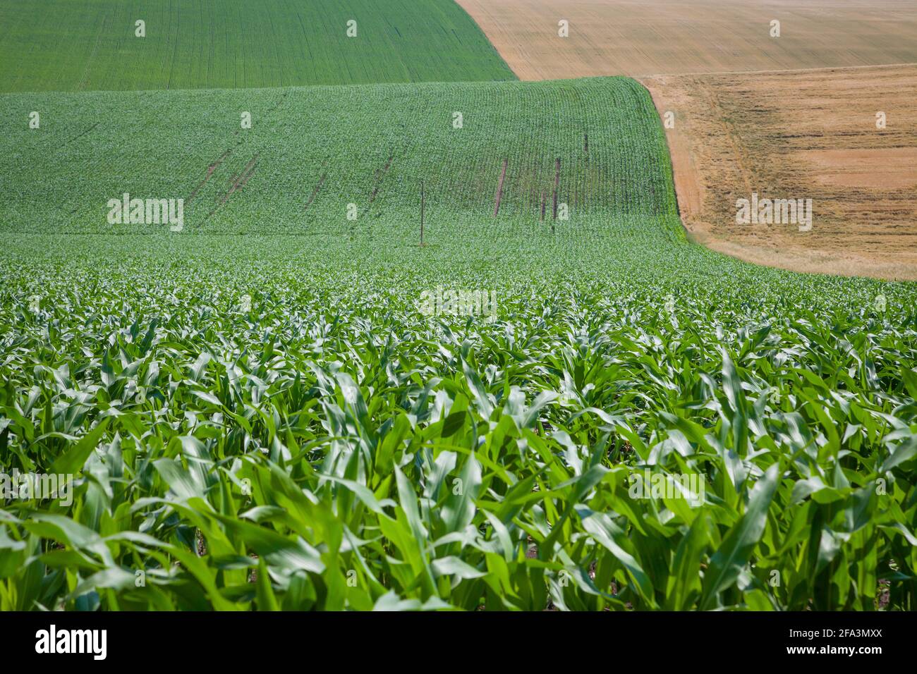Landscape with agricultural crops of wavy terrain Stock Photo - Alamy