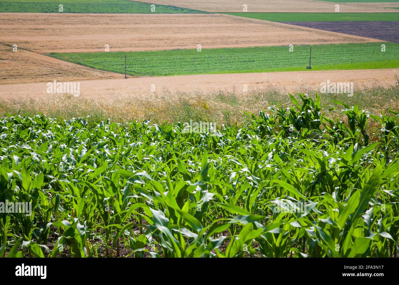 Landscape with agricultural crops of wavy terrain Stock Photo - Alamy