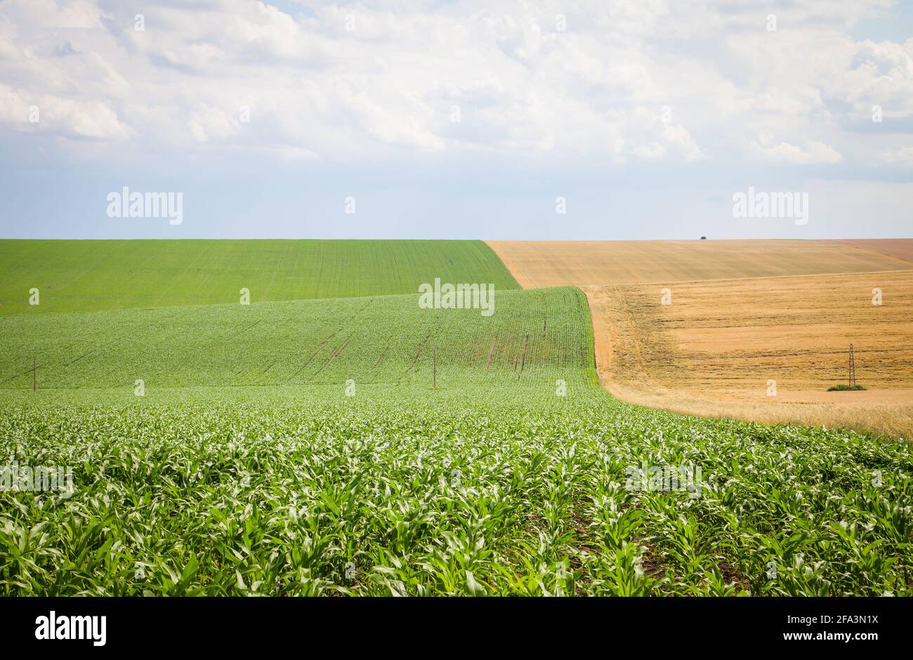 Landscape with agricultural crops of wavy terrain Stock Photo - Alamy