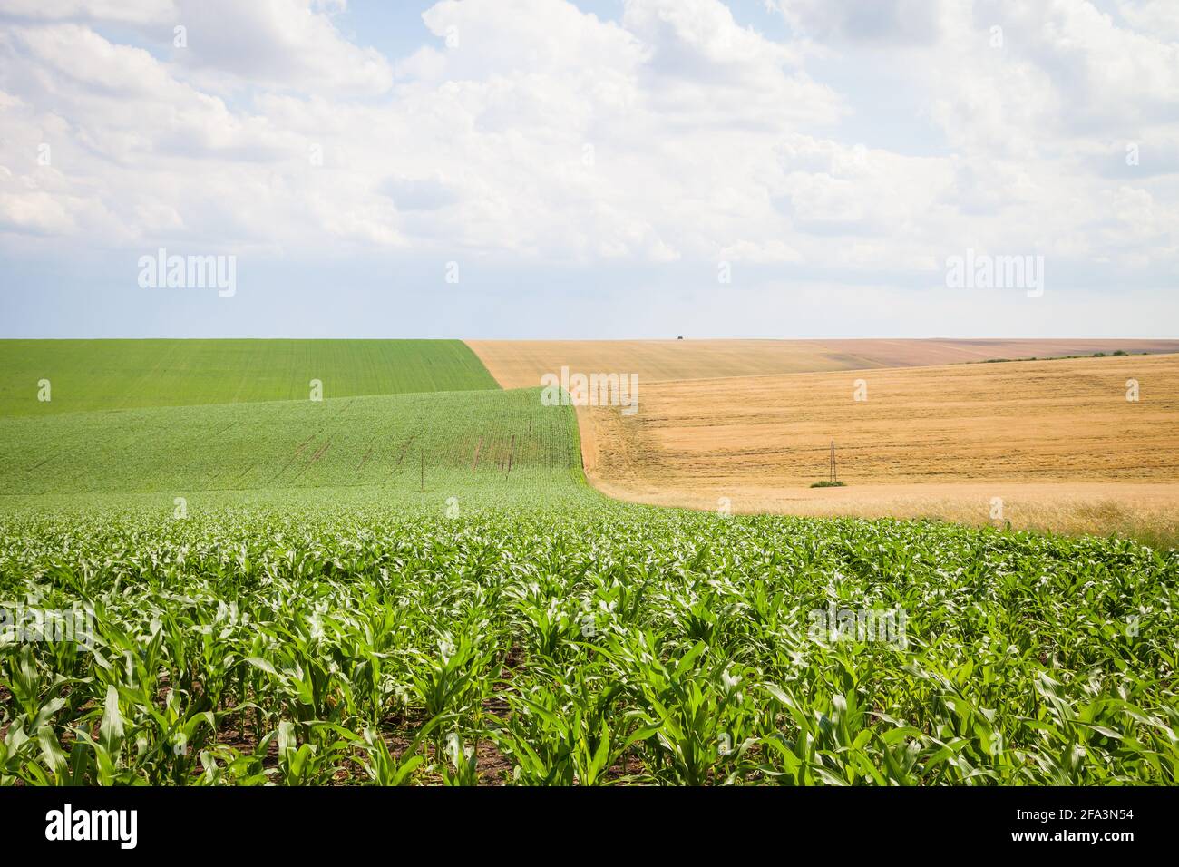 Landscape with agricultural crops of wavy terrain Stock Photo - Alamy