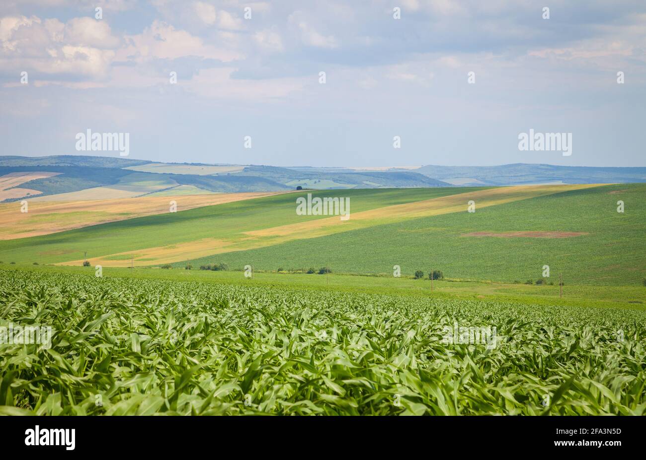 Landscape with agricultural crops of wavy terrain Stock Photo - Alamy