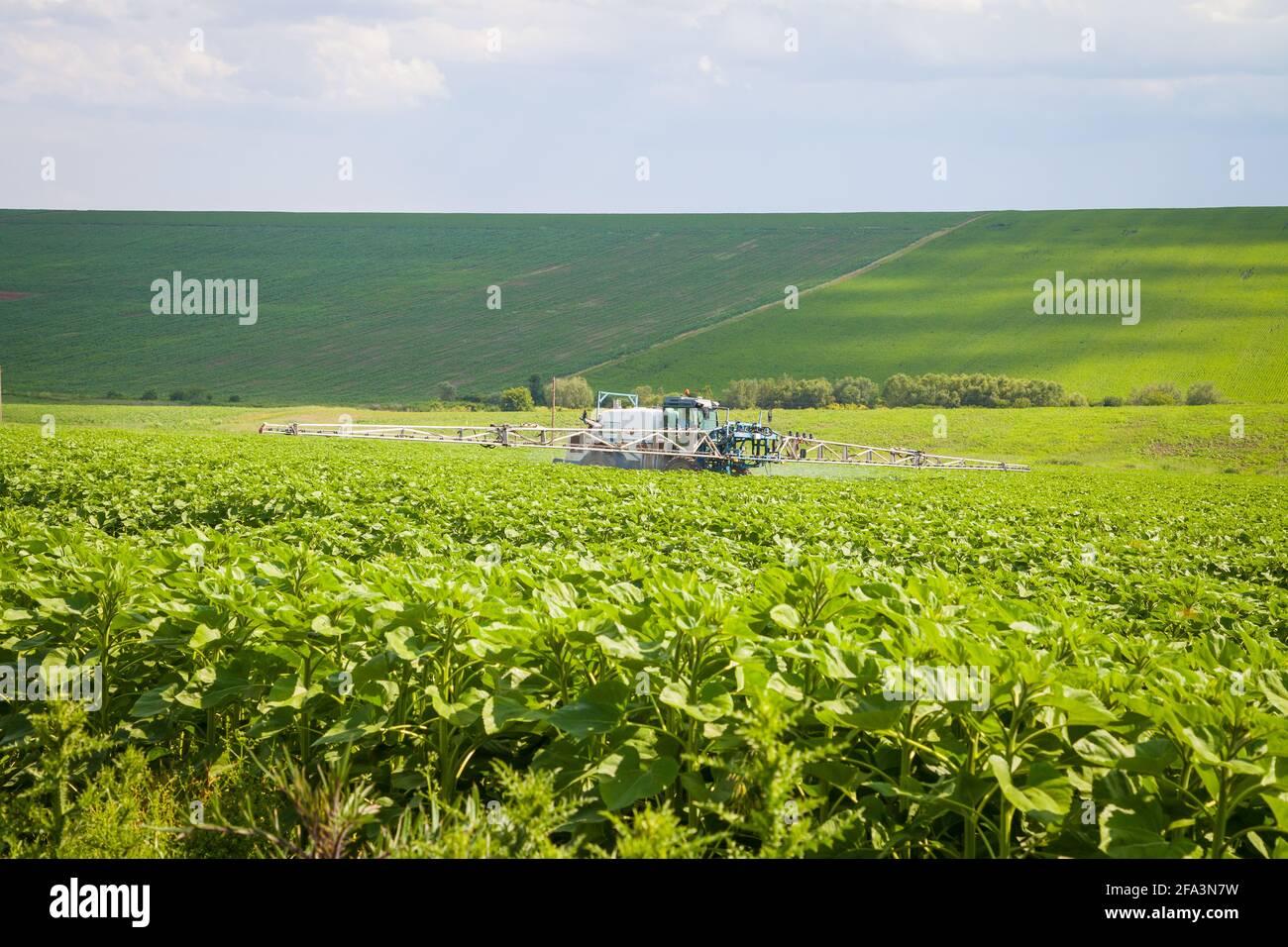 Agricultural processing sunflower array with machine against parasites ...