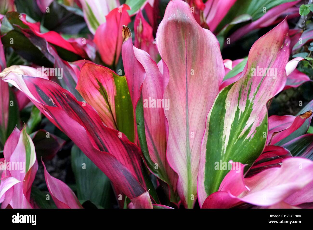 Red ti plants hi-res stock photography and images - Alamy