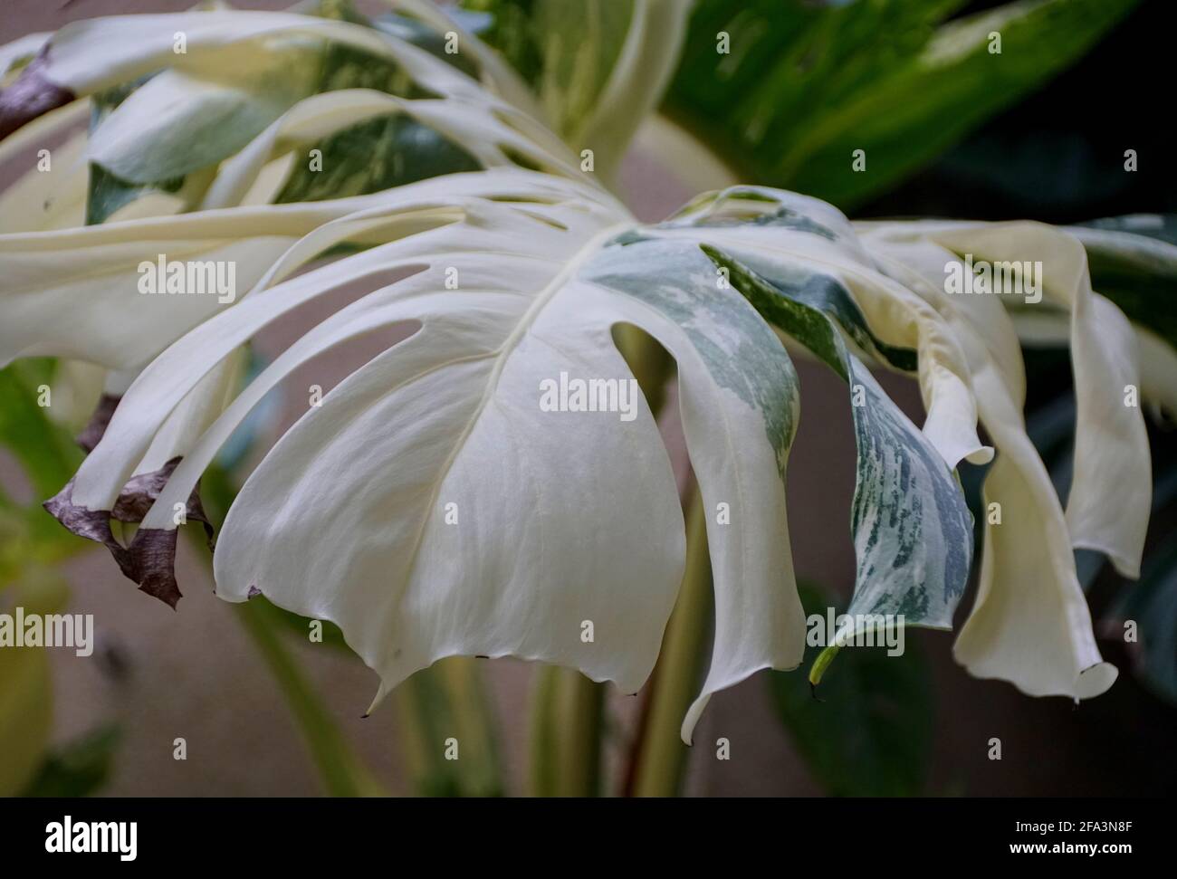 Monstera deliciosa variegated hi-res stock photography and images - Alamy