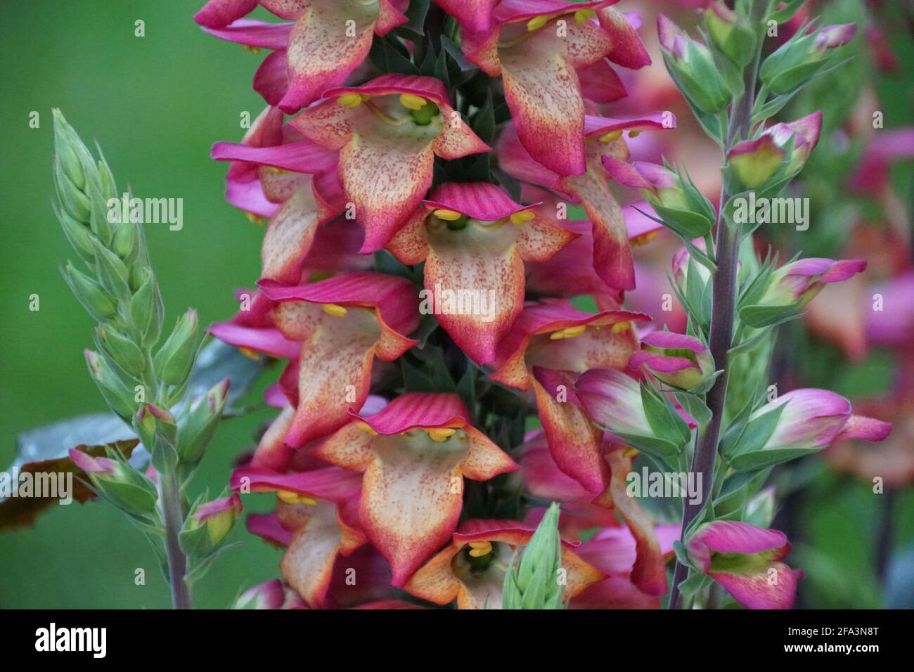 Beautiful Hybrid foxglove 'Digiplexis Illumination Flame' flowers Stock ...
