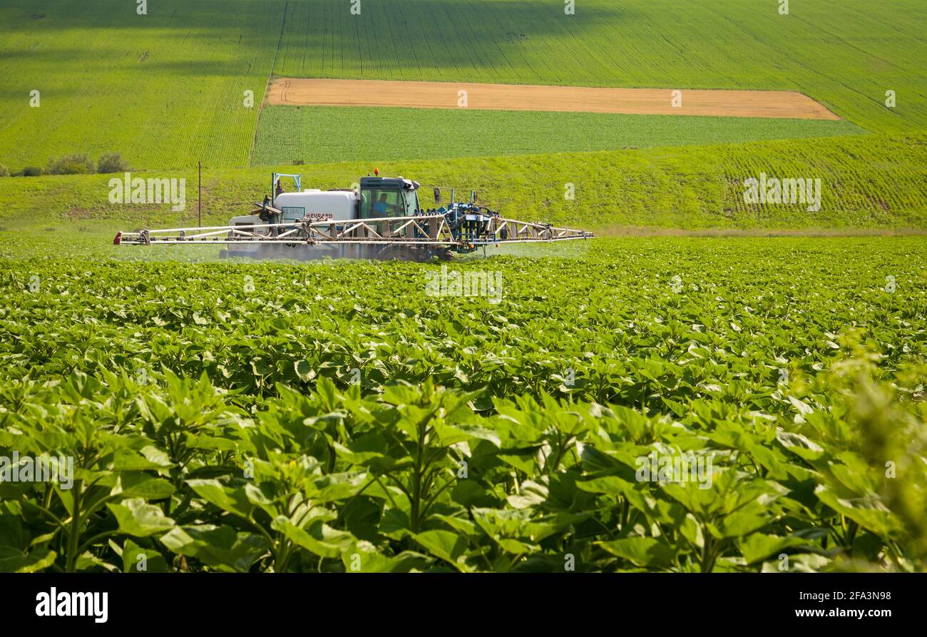 Agricultural processing sunflower array with machine against parasites ...