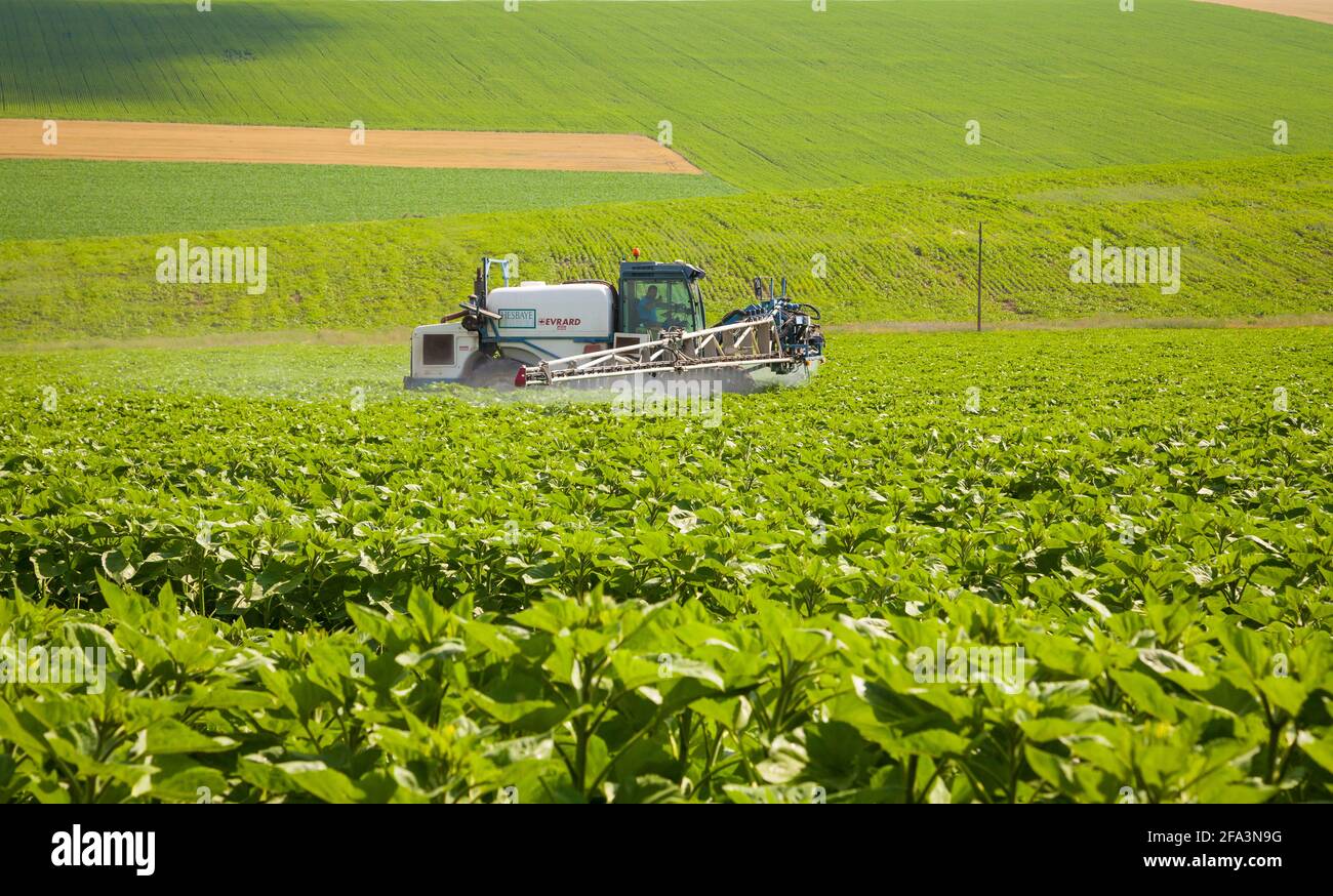 Agricultural processing sunflower array with machine against parasites ...