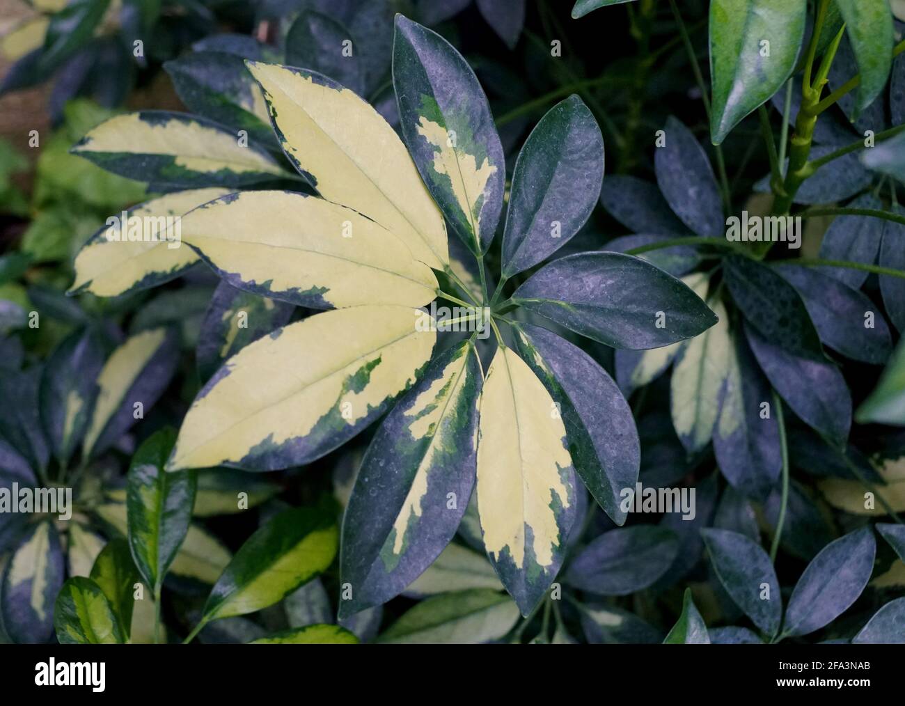 Trinette schefflera arboricola hi-res stock photography and images - Alamy
