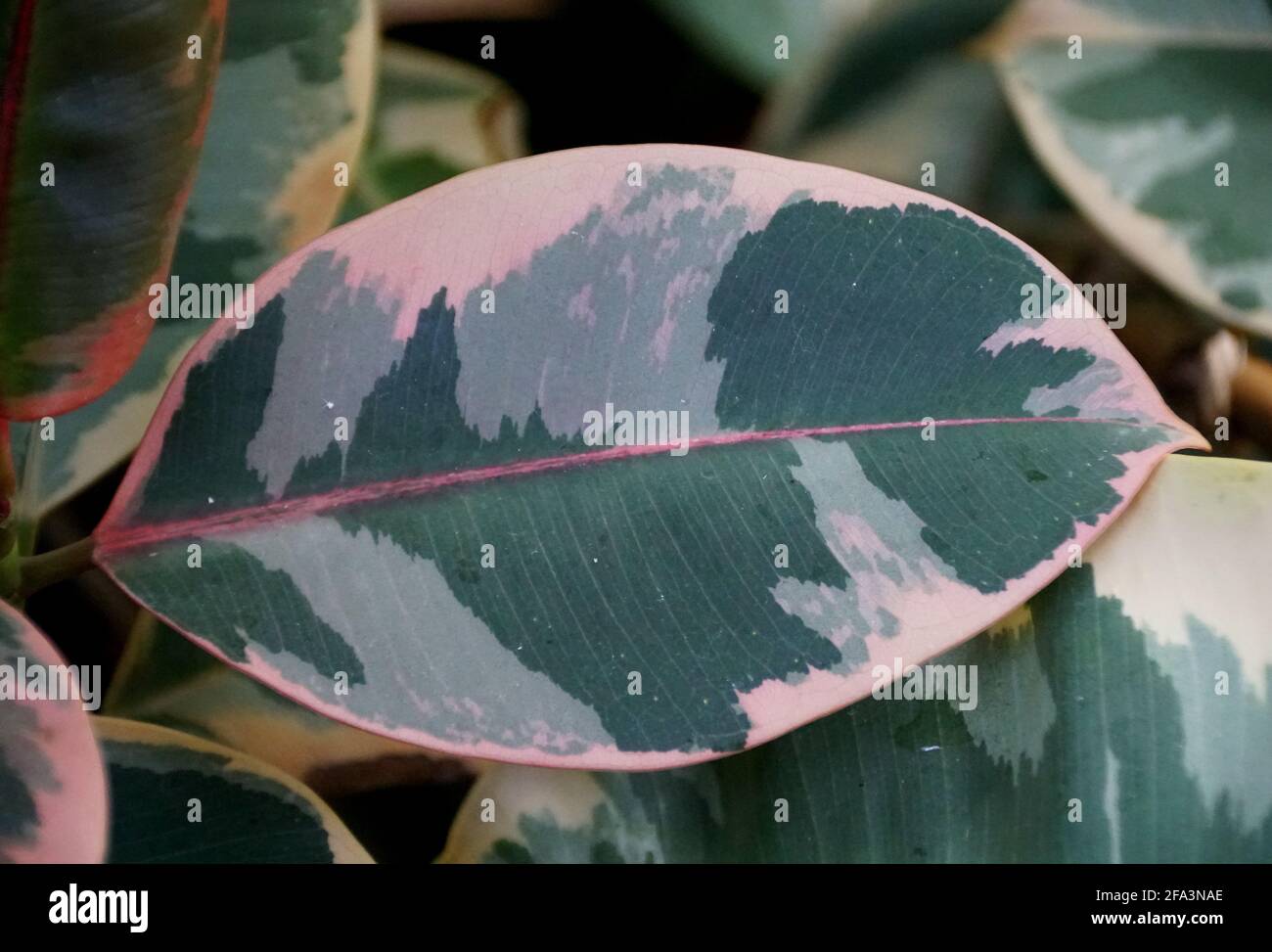 Close up of the white and green leaf of Rubber plant Ruby 'Tineke ...