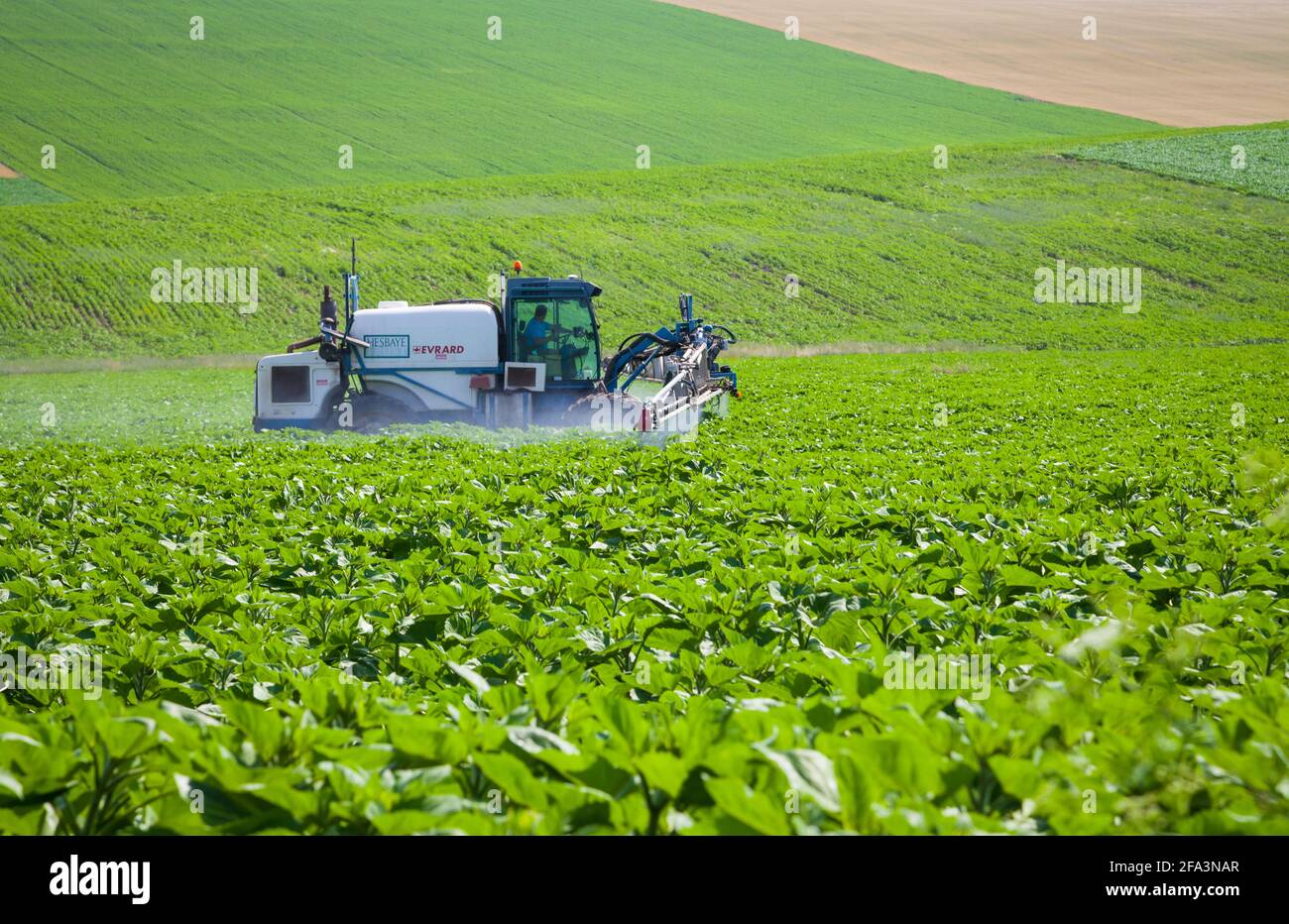 Agricultural processing sunflower array with machine against parasites ...