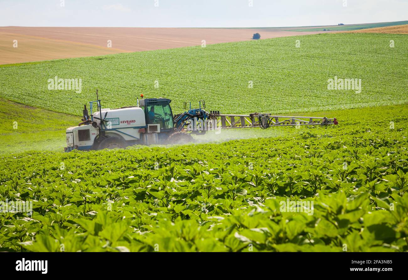 Agricultural processing sunflower array with machine against parasites ...
