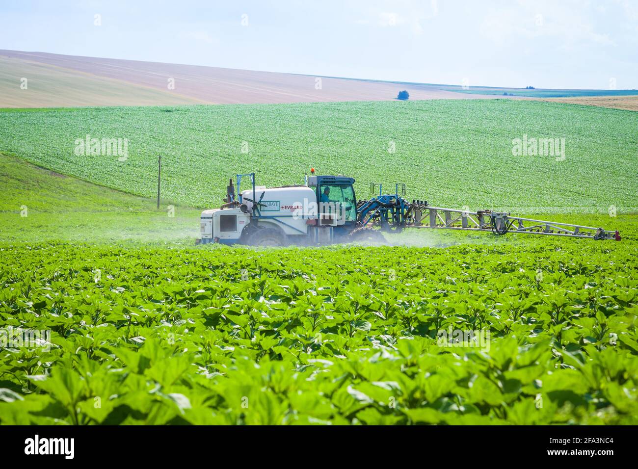 Agricultural processing sunflower array with machine against parasites ...