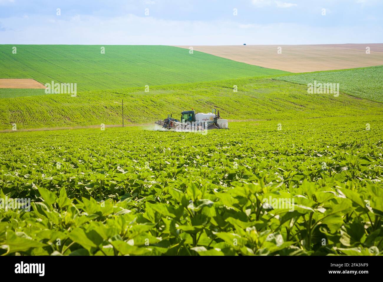 Agricultural processing sunflower array with machine against parasites ...