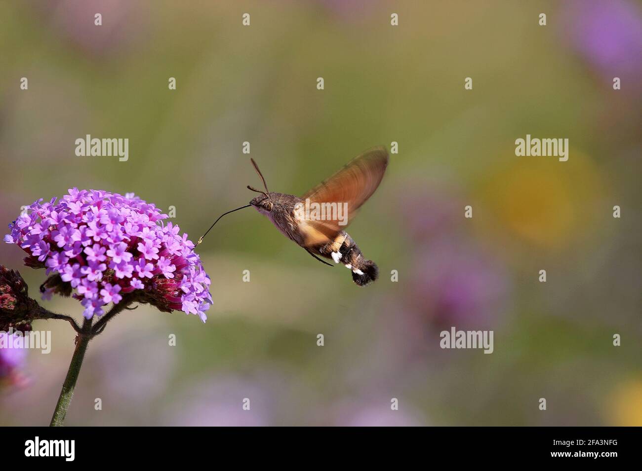 Hummingbird Hawk Moth Stock Photo - Alamy