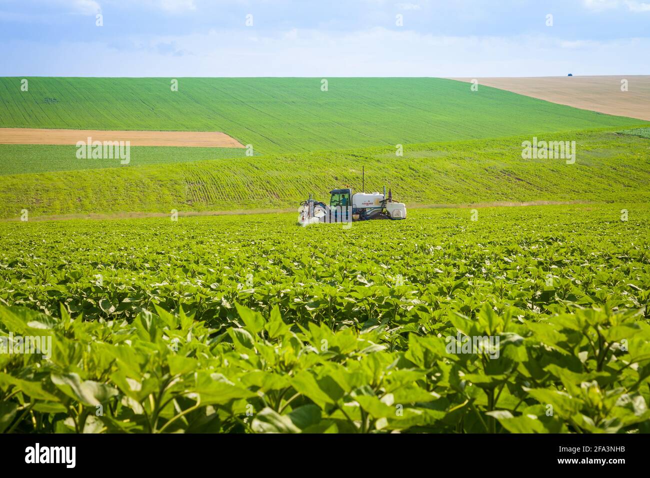 Agricultural processing sunflower array with machine against parasites ...