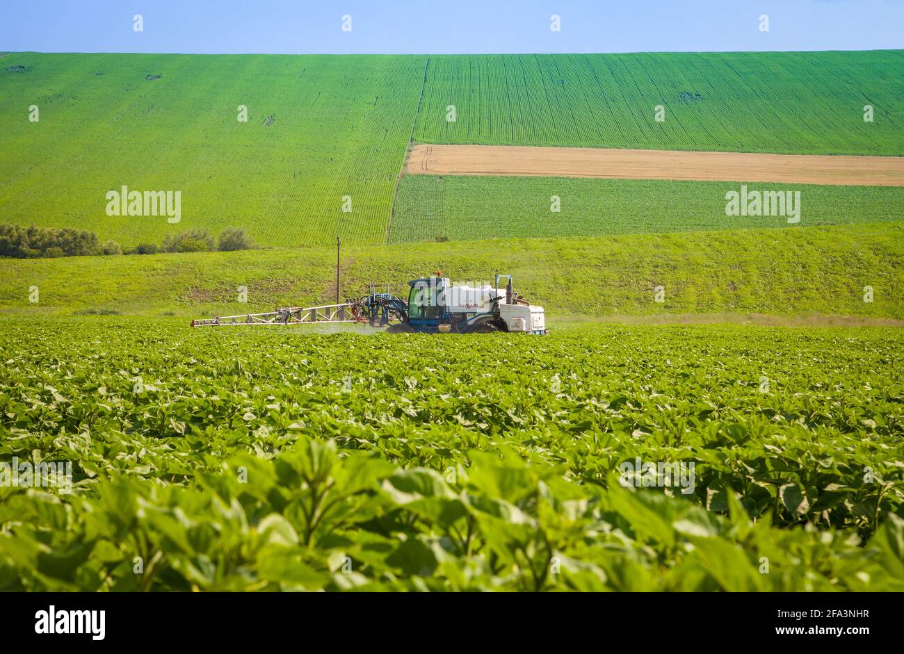 Agricultural processing sunflower array with machine against parasites ...