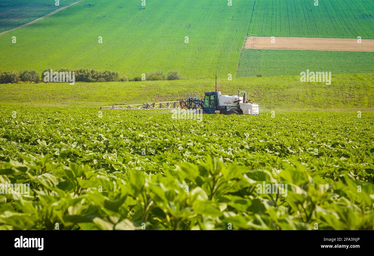 Agricultural processing sunflower array with machine against parasites ...